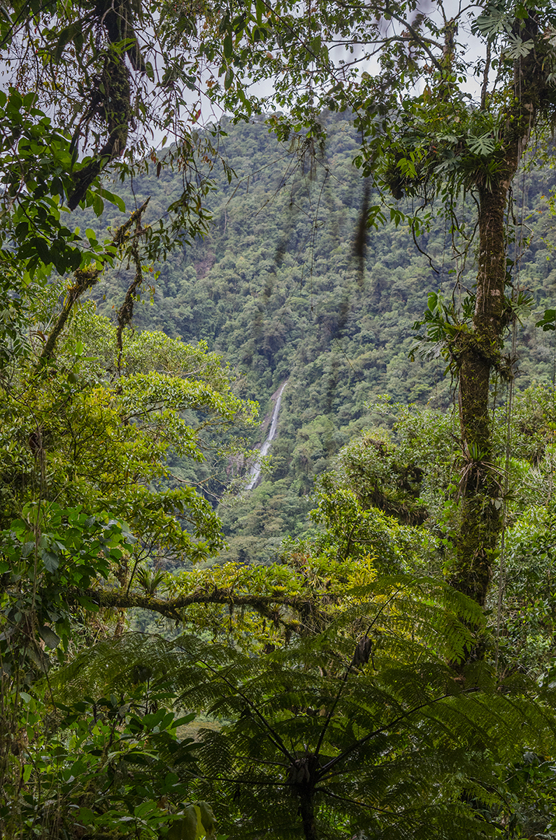 PARQUE NACIONAL TAPANTÍ – DISFRUTA CARTAGO